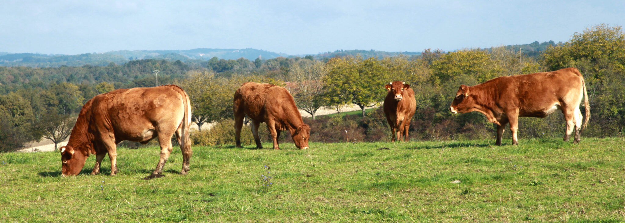 What to Buy for the Carnivore Diet ⋆ Health, Home, & Happiness