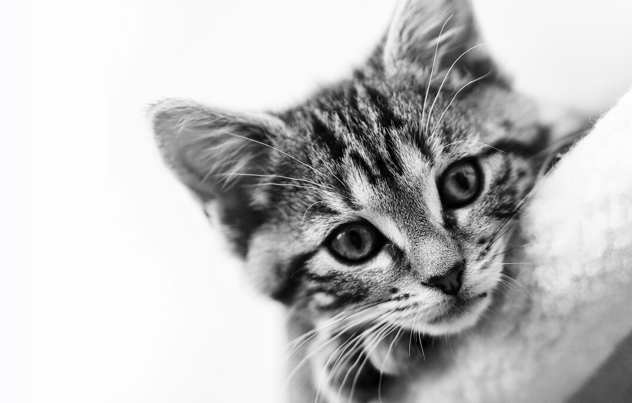 Homemade Kitten Food Health Home Happiness Homemade Kitten Food Health Home Happiness
